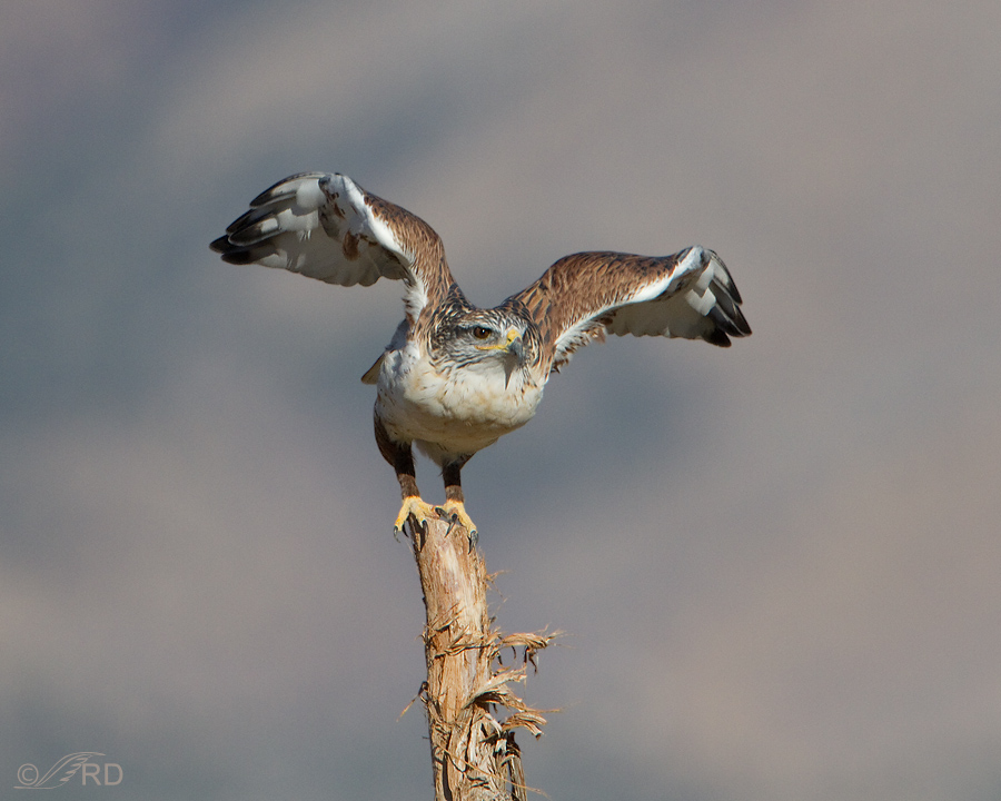 Ferruginous Hawks of Utah’s West Desert – Feathered Photography