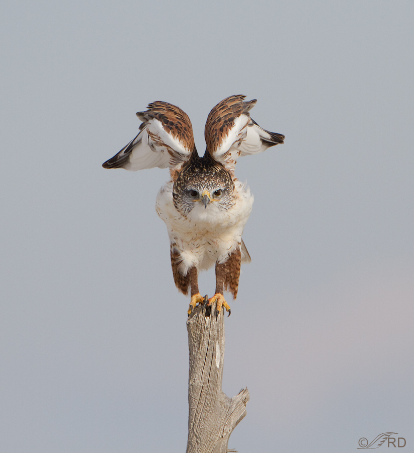 Ferruginous Hawks of Utah’s West Desert – Feathered Photography
