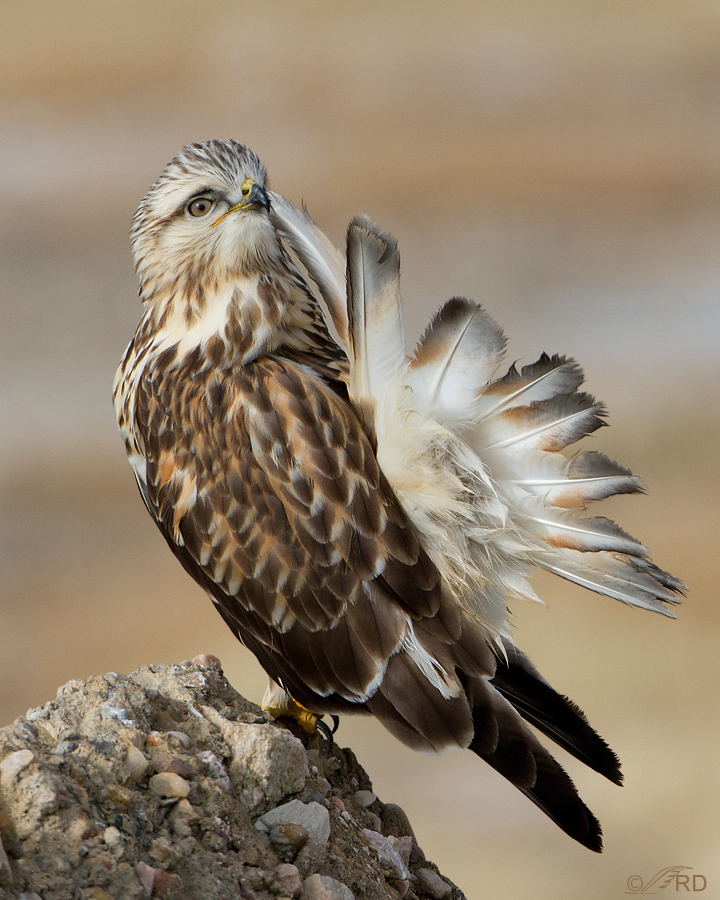 A Very Cooperative Rough-legged Hawk – Feathered Photography