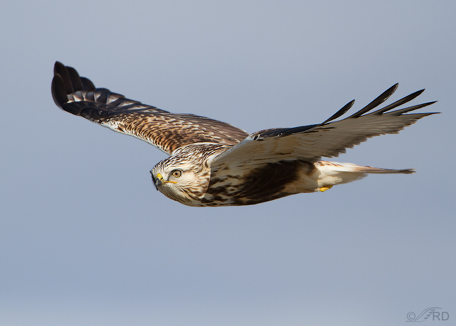 Kiting Rough-legged Hawk – Feathered Photography