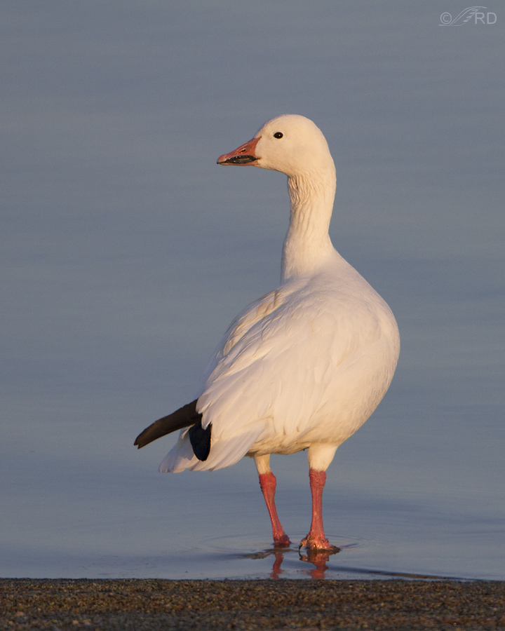 Snow Geese On The Causeway – Feathered Photography