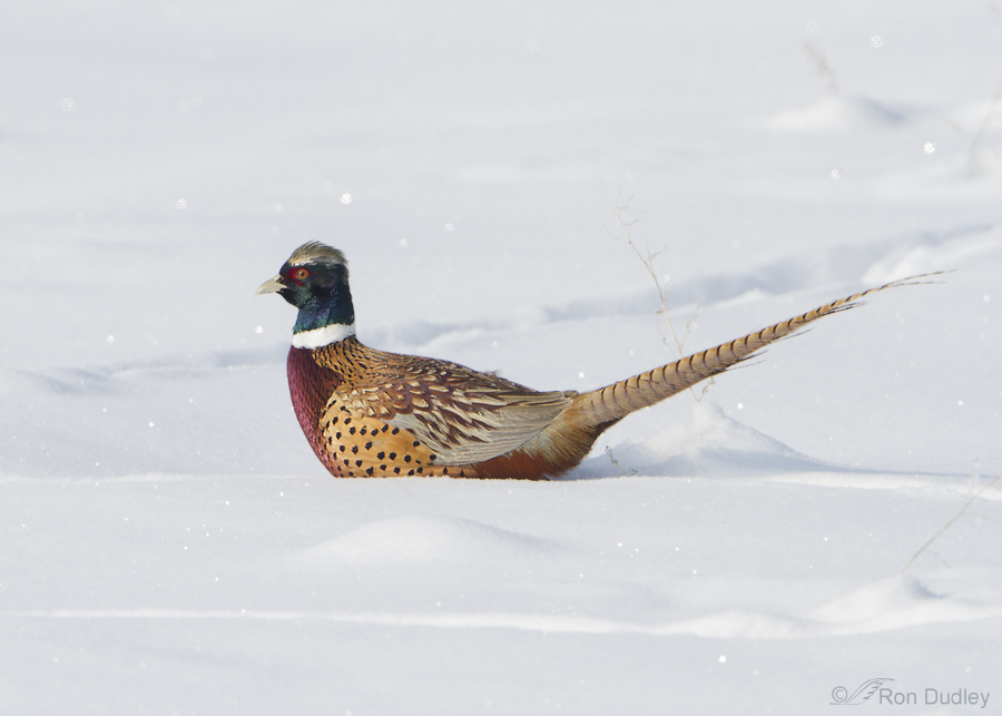 Ring-necked Pheasants Struggling In Deep Snow – Feathered Photography
