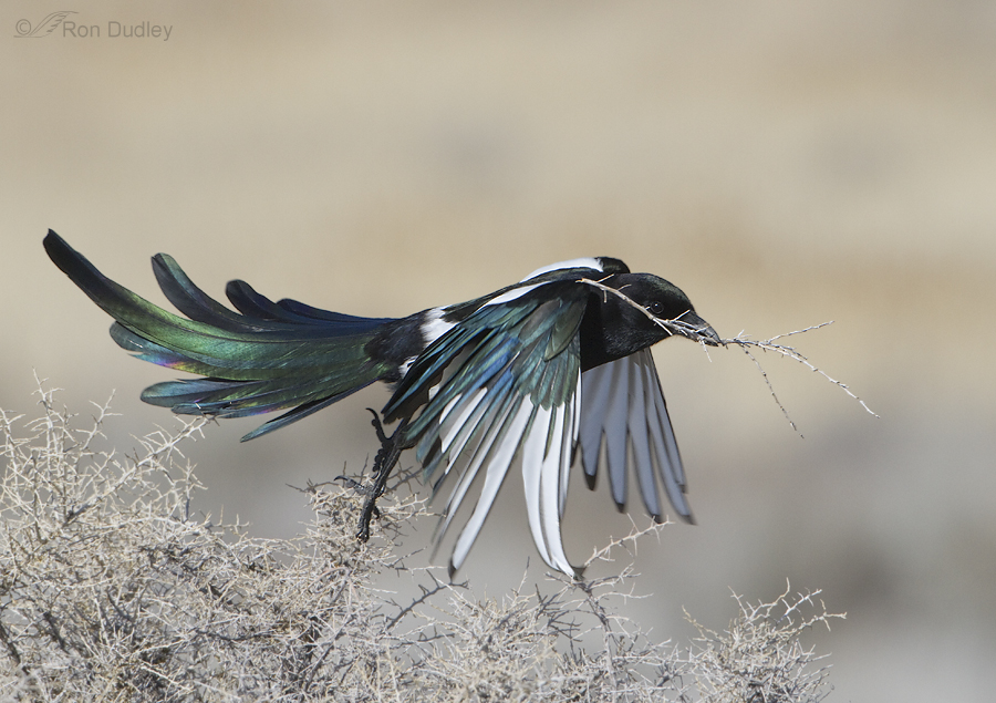 Black-billed Magpie Iridescence – Feathered Photography