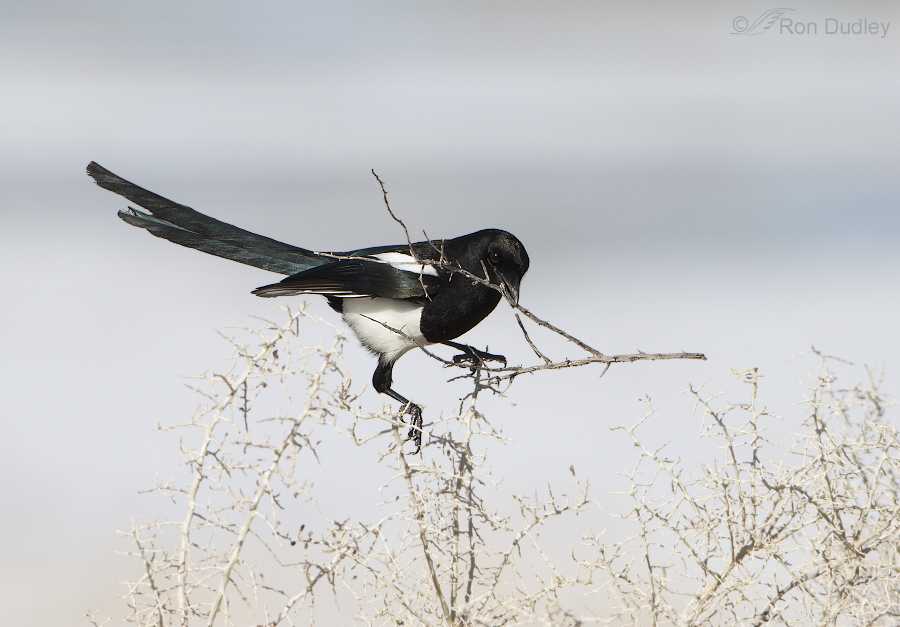 Black-billed Magpies Constructing Their Nest – Feathered Photography