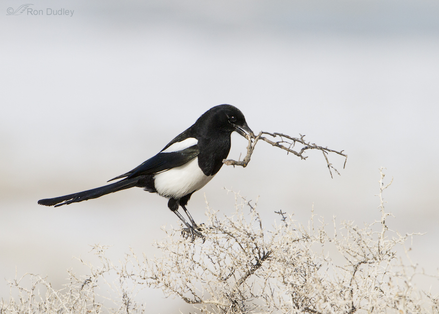 Black-billed Magpies Constructing Their Nest – Feathered Photography