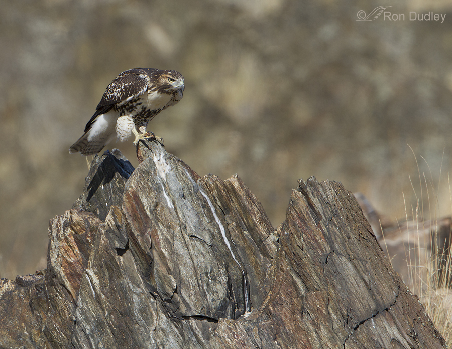 Perch-hunting Red-tailed Hawk – Feathered Photography