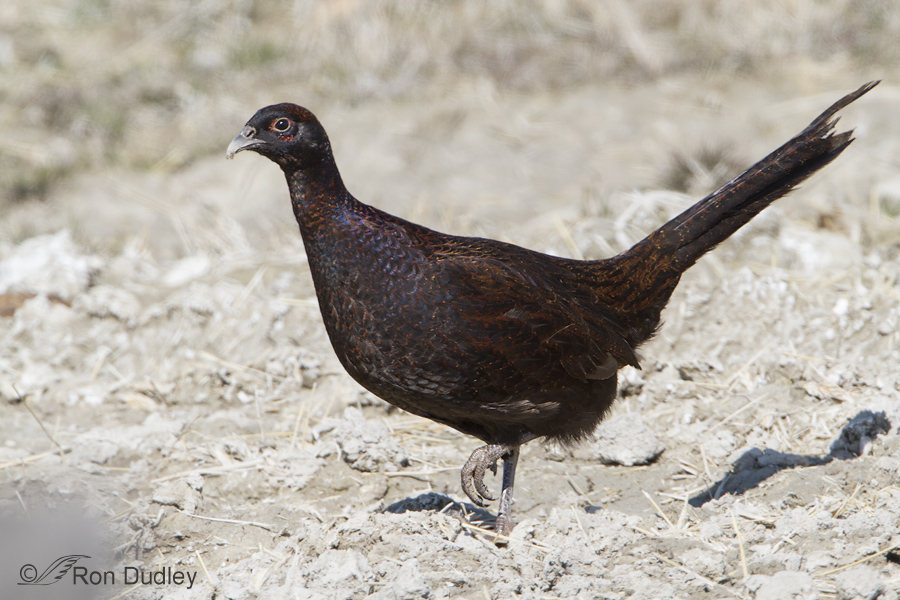Multi Colored Pheasants