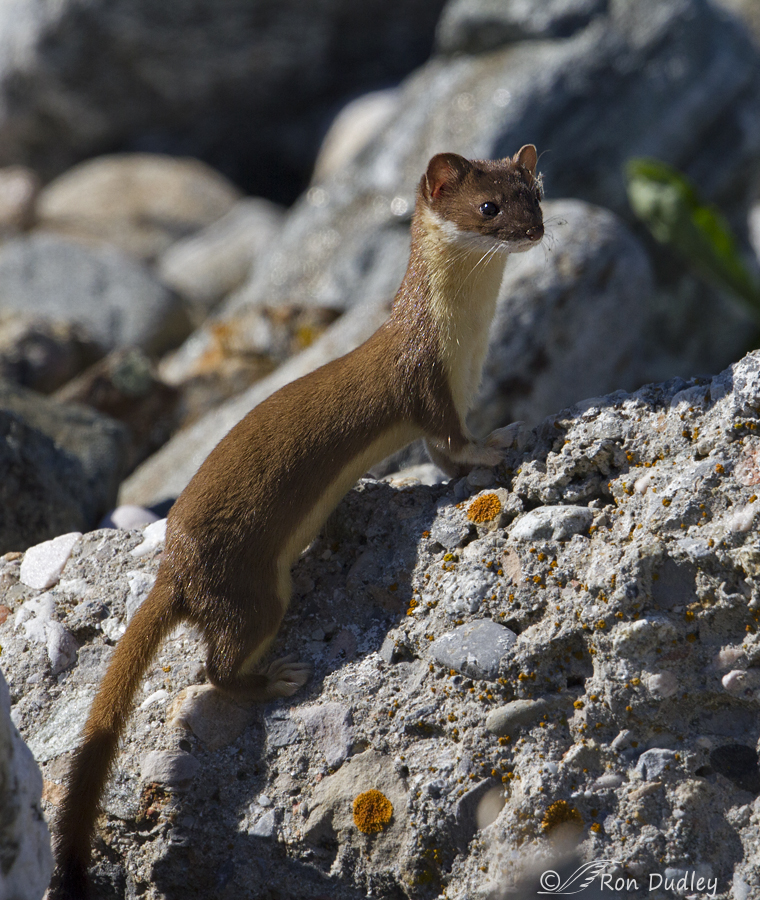 Long-tailed Weasel In A Rock Pile – Feathered Photography