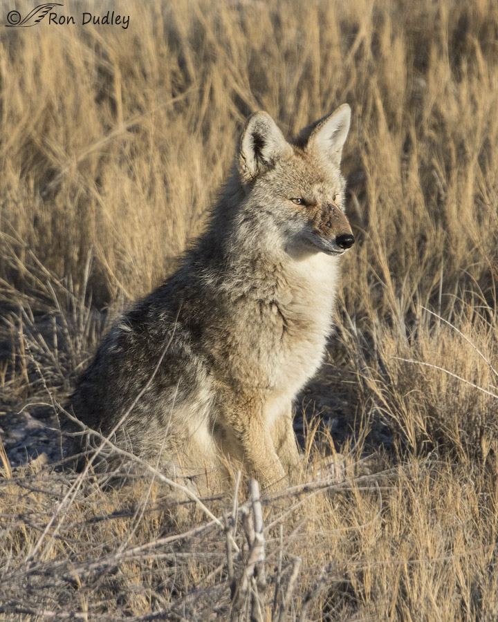 Progress Report On The Severely Injured But Now Healing Coyote ...