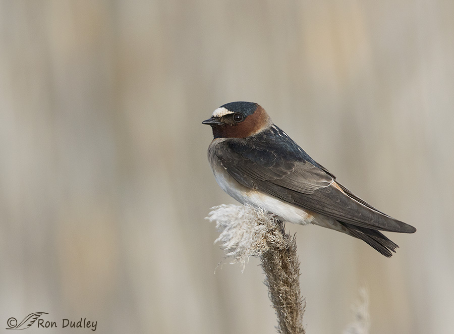 Bear River Cliff Swallows – Feathered Photography