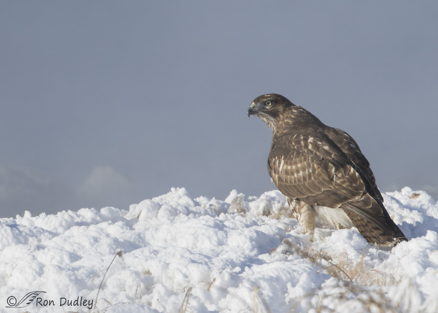 A Barn Owl And A Red-tailed Hawk In Blue Creek Valley – Feathered ...