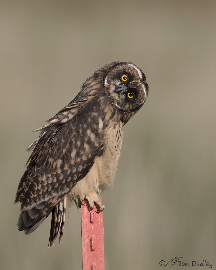 Fledgling Short-eared Owl – Feathered Photography