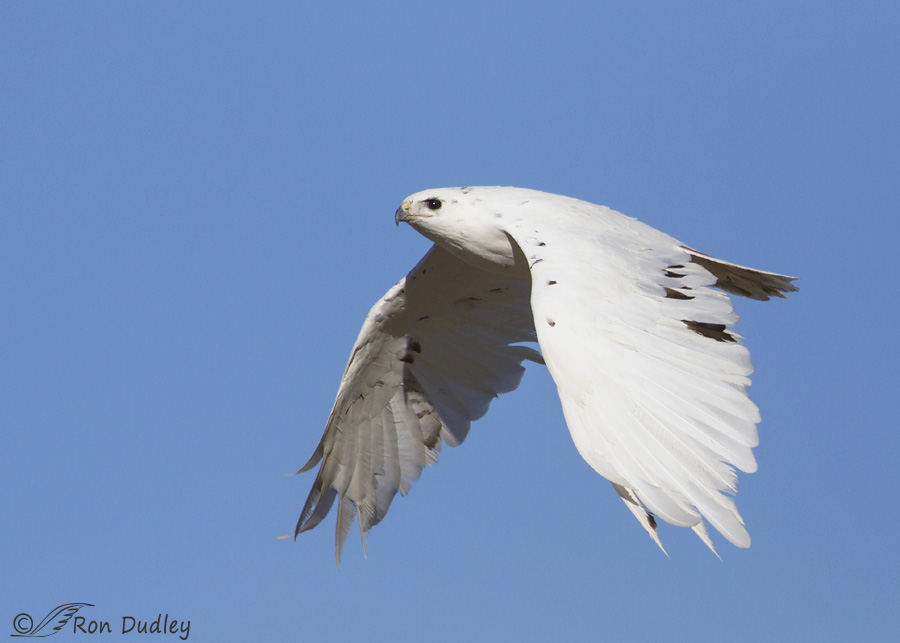Leucistic Red-tailed Hawk In Flight And At Takeoff – Feathered Photography
