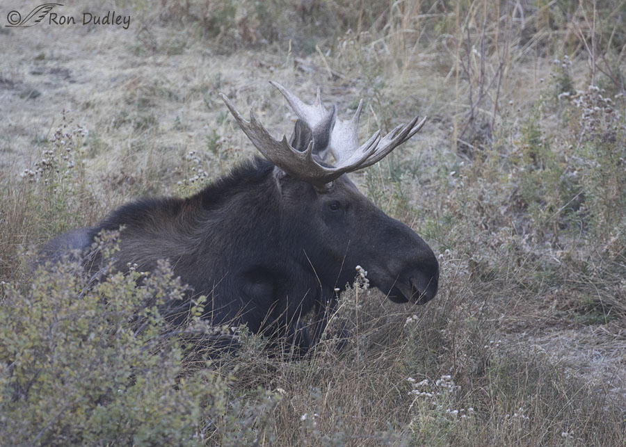 A Bull Moose I Worked Long And Hard To Get – Feathered Photography