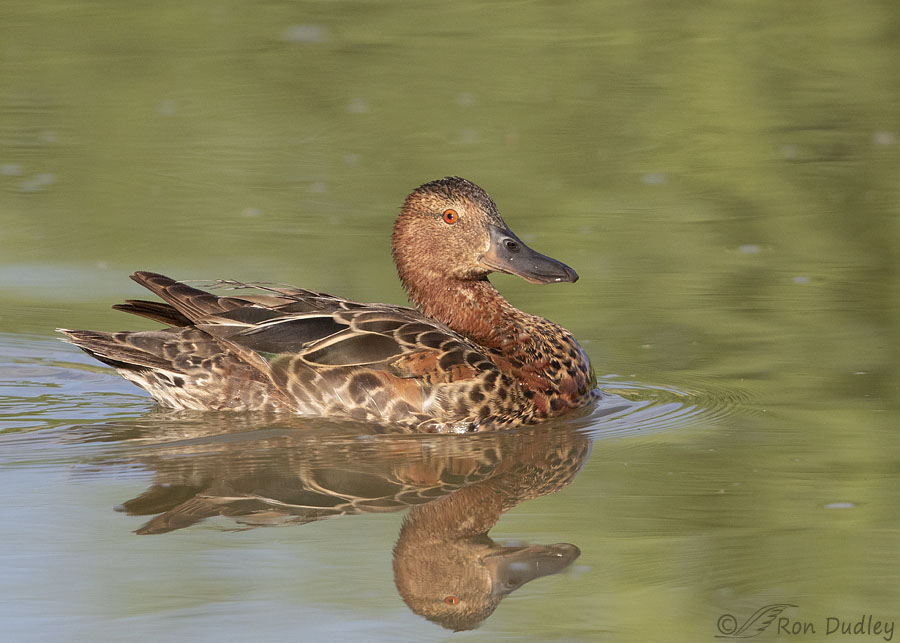Cinnamon Teal Drake