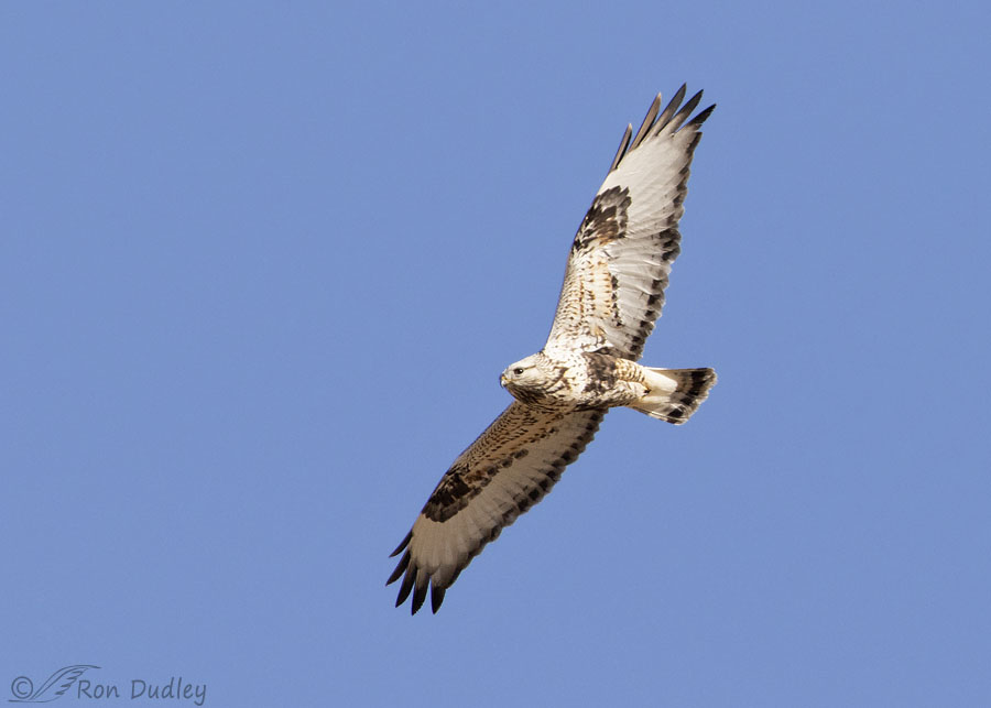 Rough Legged Hawk