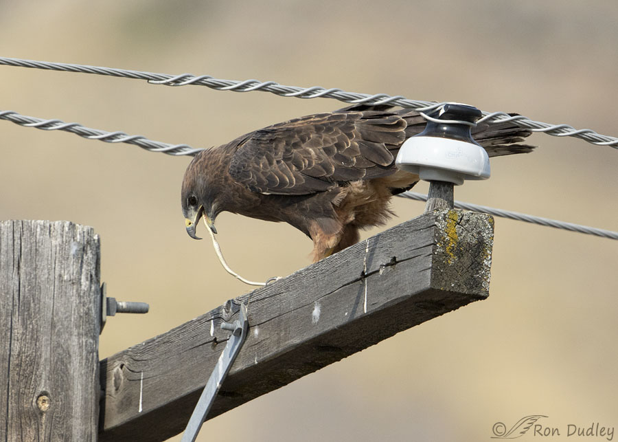Dark Morph Swainson’s Hawk Eating A Snake – Feathered Photography