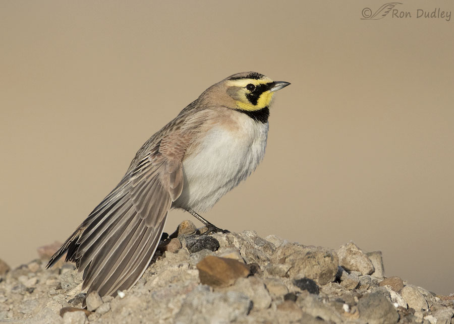 My First Horned Lark Photos Of The Year – Feathered Photography
