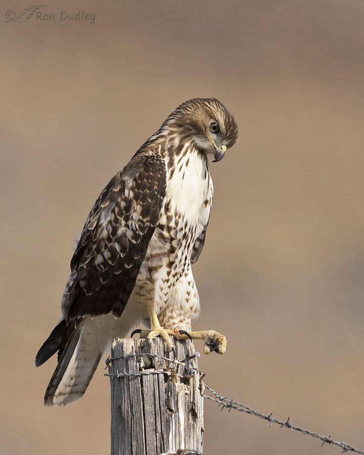 A Preening, Posing And Very Curious Immature Red-tailed Hawk ...