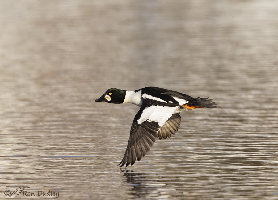 Male Common Goldeneye In Flight – Feathered Photography