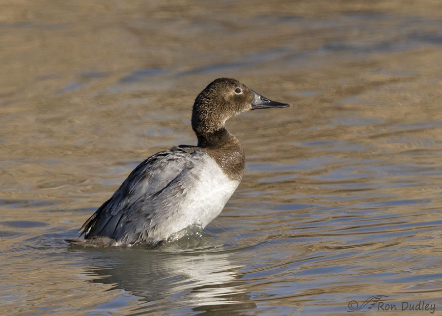 A Surprise Female Canvasback – Feathered Photography