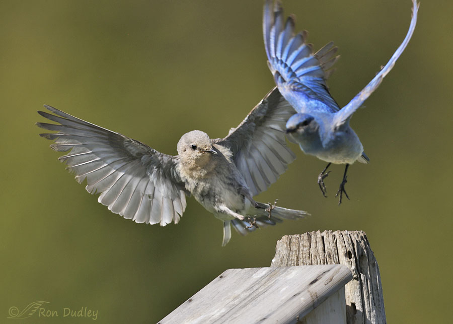 Female Mountain Bluebird Showing Her Mate Who’s Boss – Feathered Photography