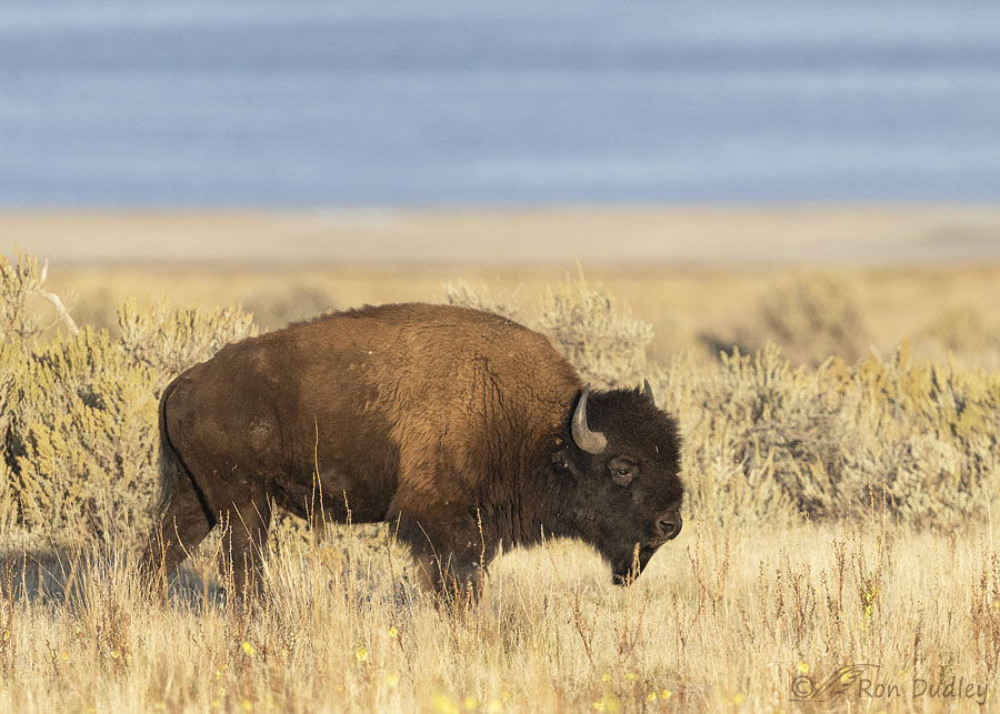 “The American Buffalo” – A Review Of Sorts – Feathered Photography