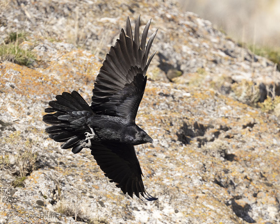 Common Raven Making A Banking Turn In Front Of A Vertical Cliff ...