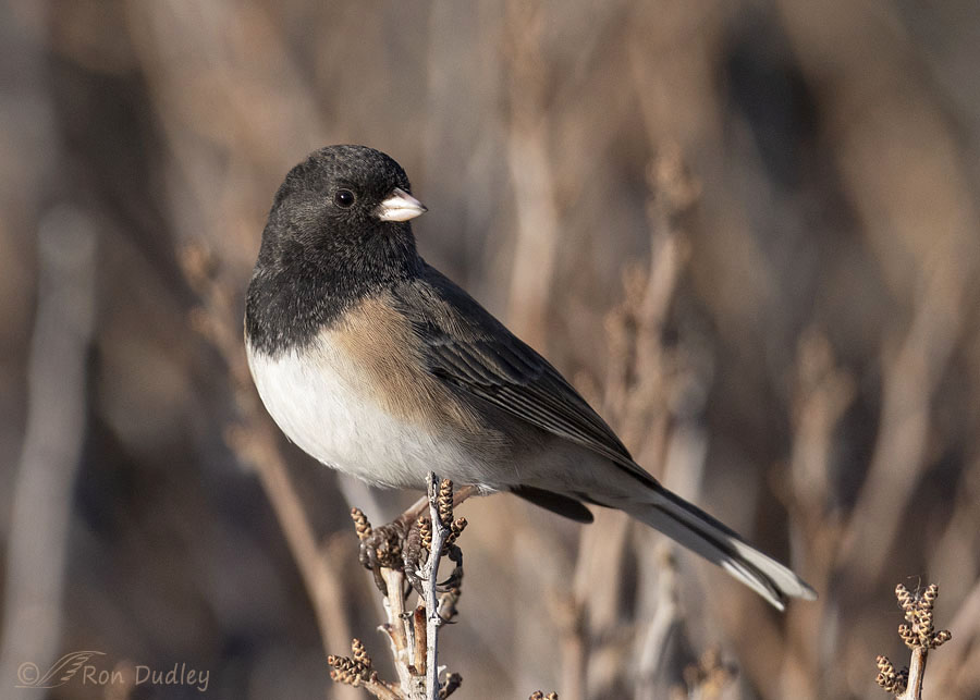 Yesterday’s Dark-eyed Junco – Feathered Photography