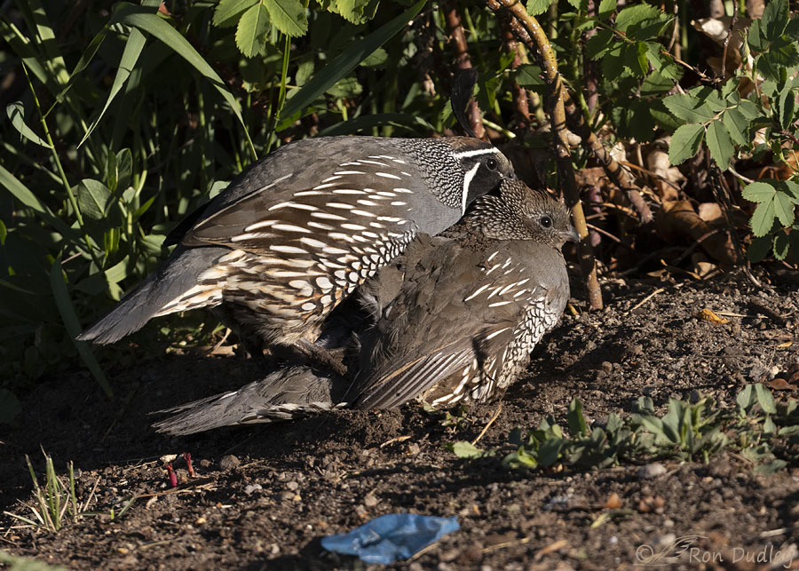 An Intimate Look At Some California Quail Behaviors – Feathered Photography