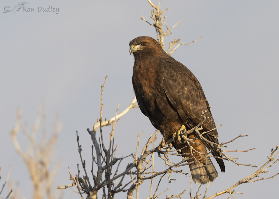 A Beautiful Dark Morph Red-tailed Hawk In The City – Feathered Photography