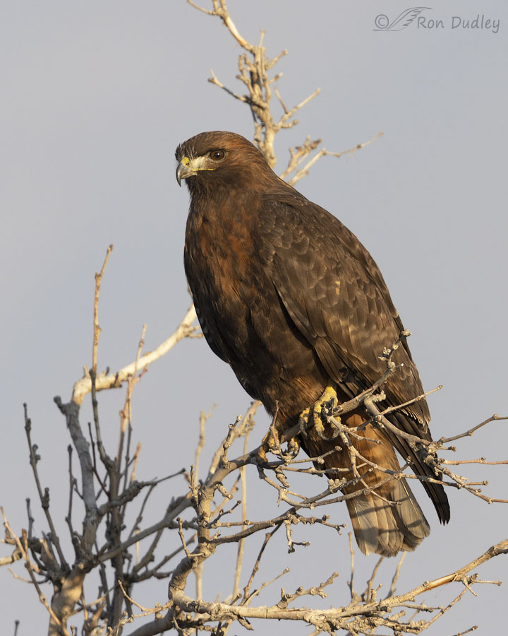 A Beautiful Dark Morph Red-tailed Hawk In The City – Feathered Photography