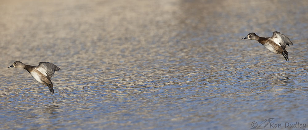 Female Ring-necked Duck Landing On Water – Feathered Photography