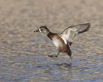 adult female ring-necked duck in flight – Feathered Photography