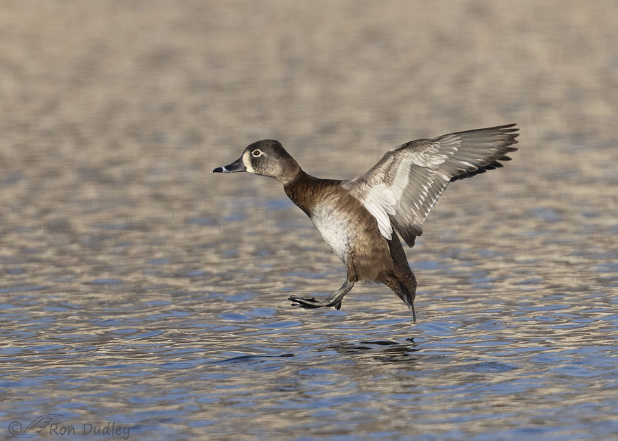adult female ring-necked duck in flight – Feathered Photography