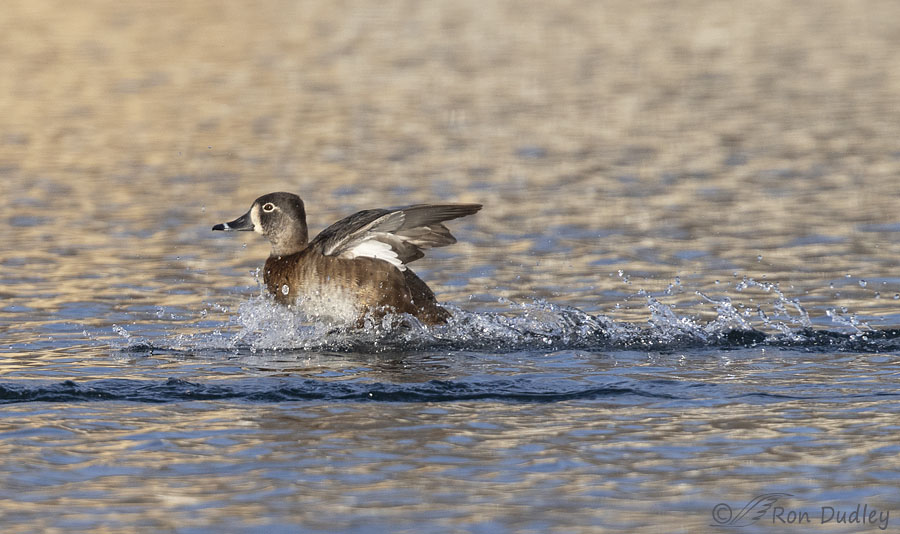 Female Ring-necked Duck Landing On Water – Feathered Photography