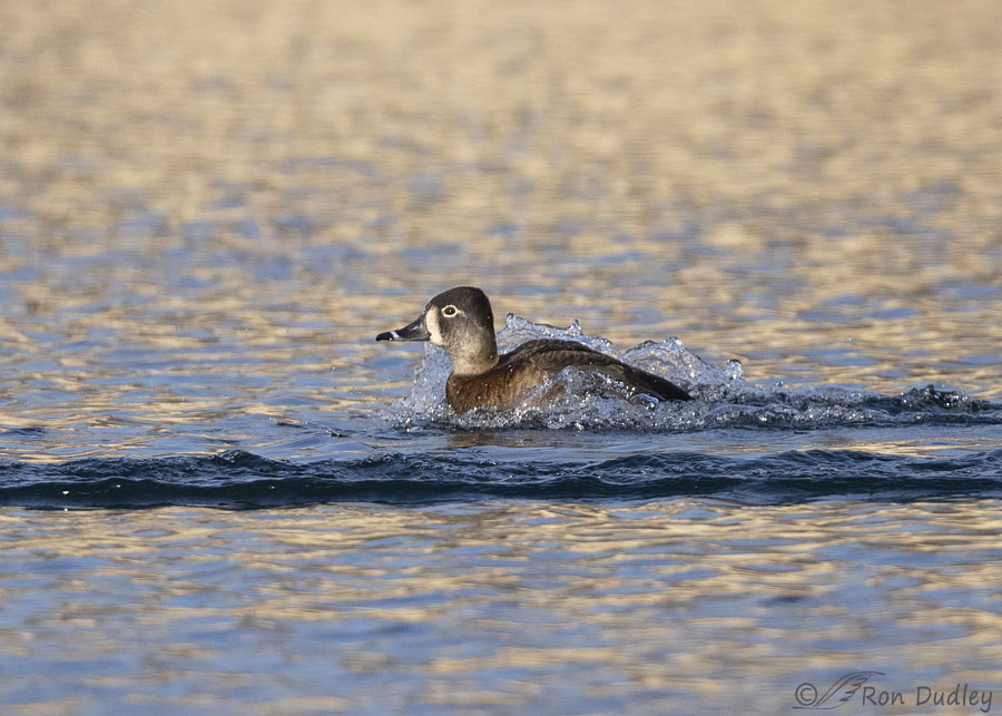 Female Ring-necked Duck Landing On Water – Feathered Photography